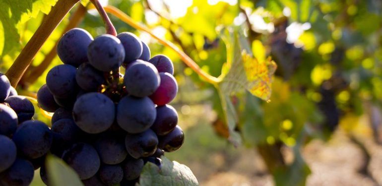 Cépages utilisés pour votre vin : on vous dit comment les distinguer